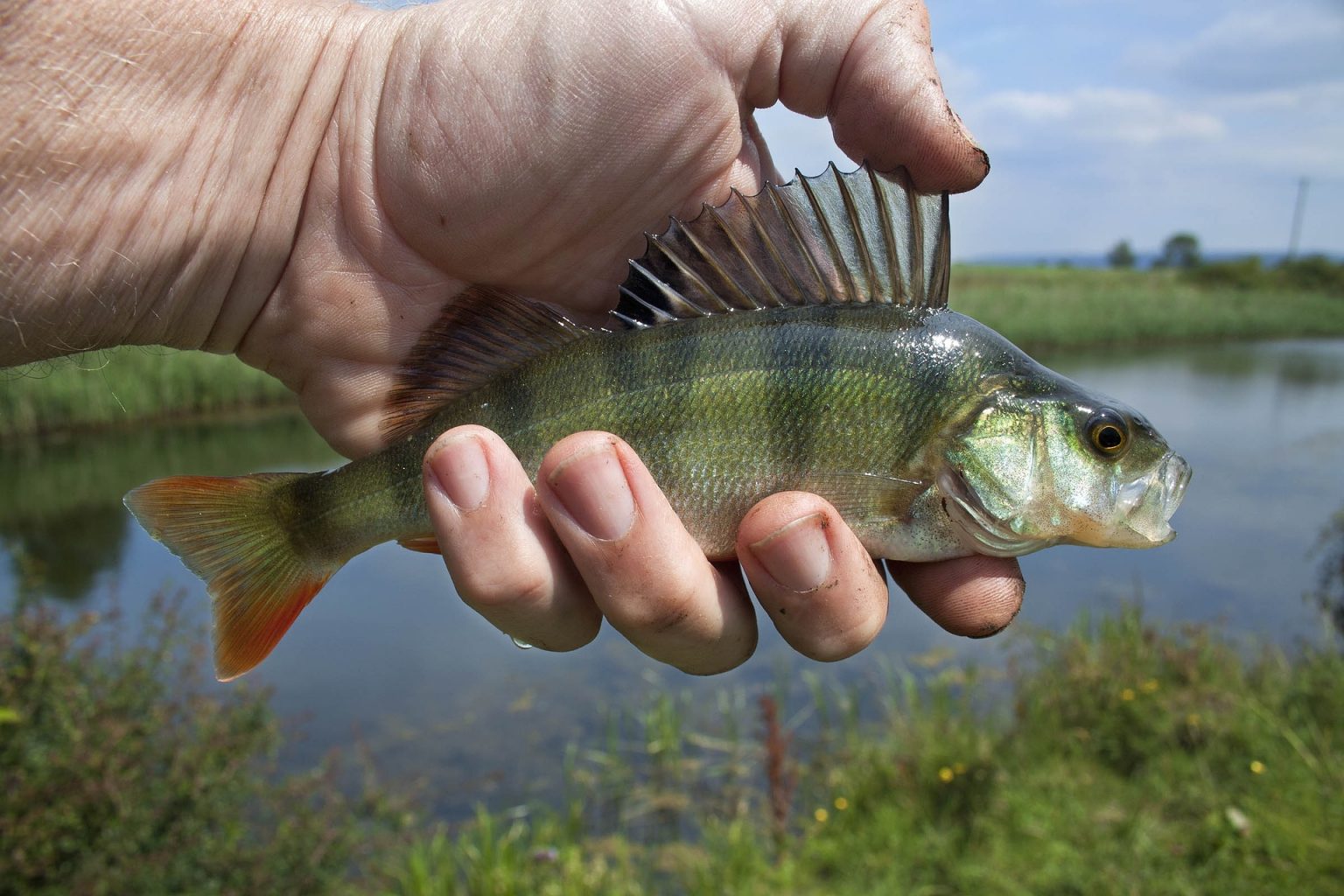 Fishing for Beginners | GO Outdoors Blog