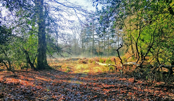 10 New Forest Walking Routes | GO Outdoors Blog